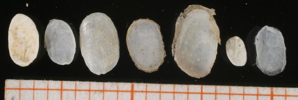 Real Monstrosities: Semi-slug