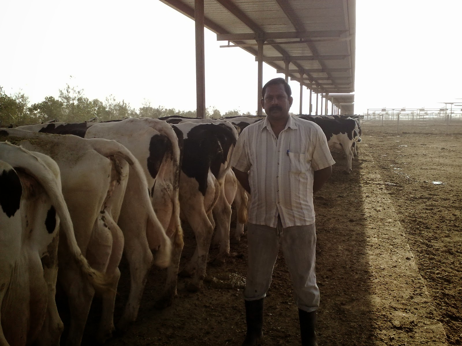 DAIRY FARM: AL-SAFI DAIRY FARM,RIYADH,KSA