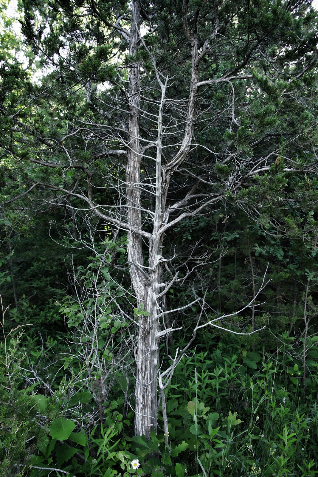 The Prince Edward County Experience: Witch Trees