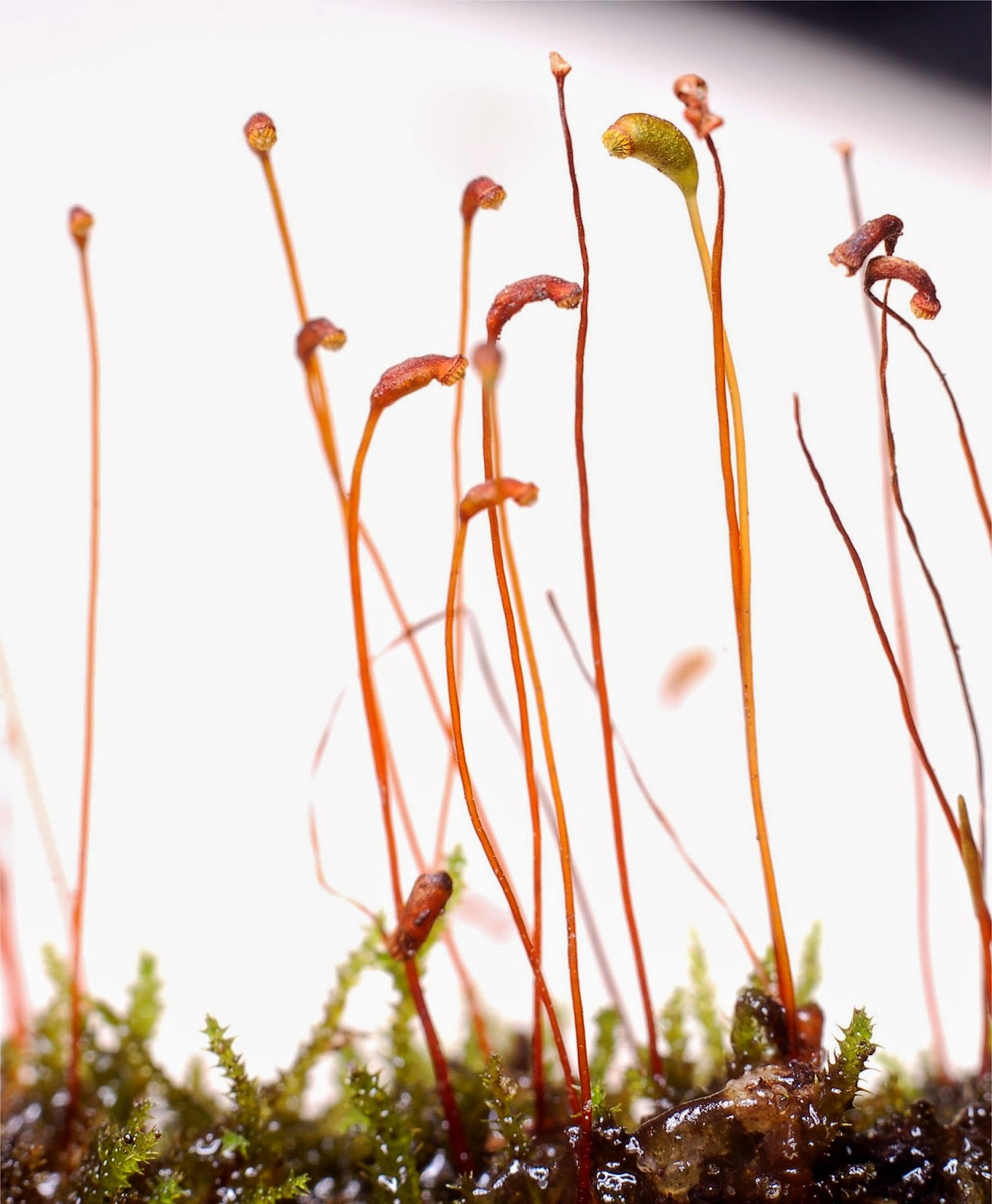 Botany Professor: Mosses of Central Florida 11. Haplocladium microphyllum
