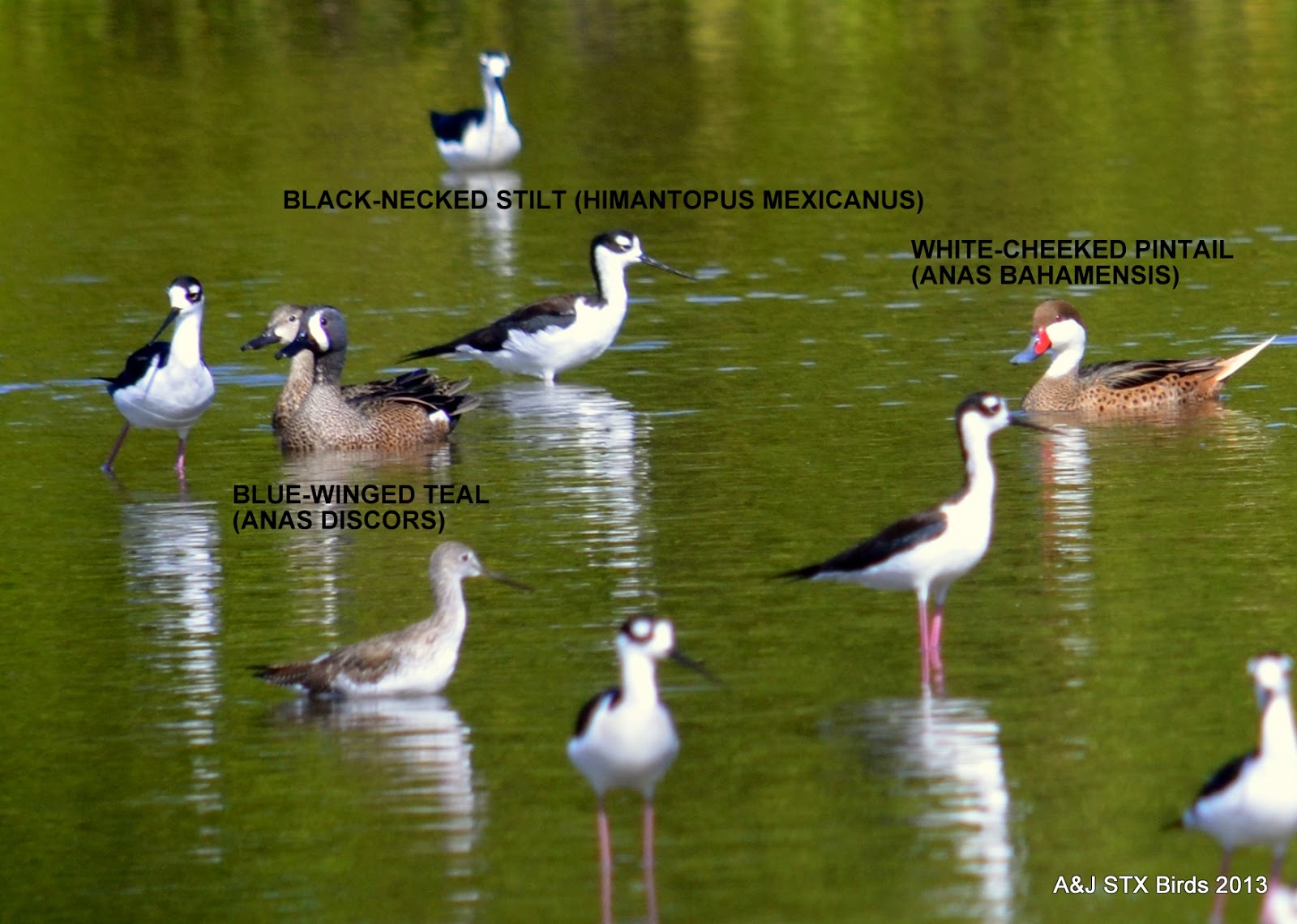 St. Croix, USVI: Birds - a Year of Observation : YOUR EXTENDED DESCRIPTION