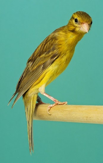 LOS CANARIOS DE POSTURA: Canarios Rizados (2)