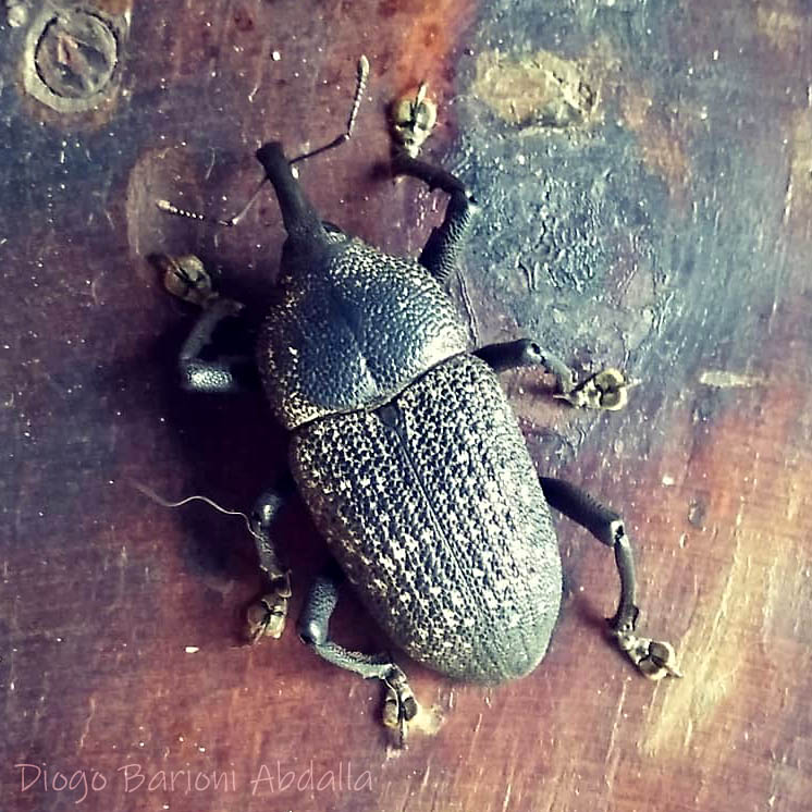 Insetologia - Identificação de insetos: Broca do Cacho do Coqueiro em ...