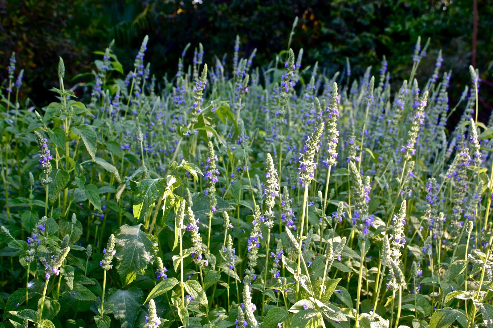 Chia - Salvia hispanica