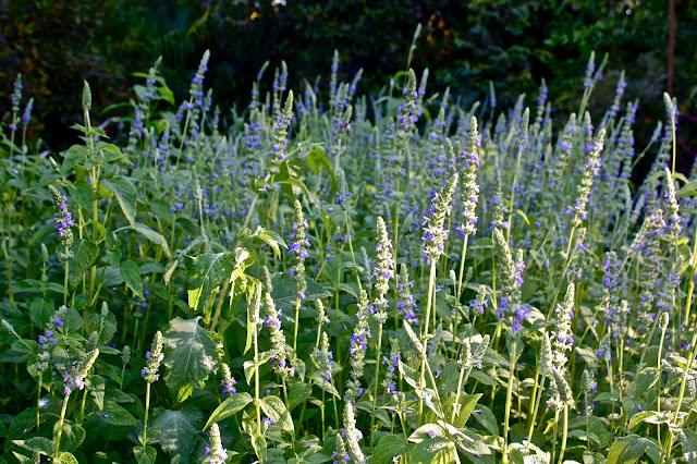 Chia - Salvia hispanica