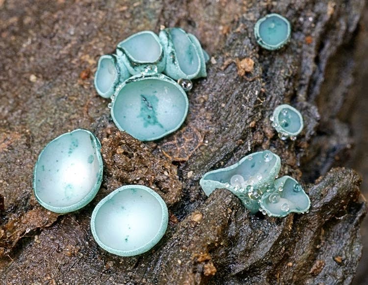 Funghi Teramani: Chlorosplenium aeruginascens (Nyl.) P. Karst