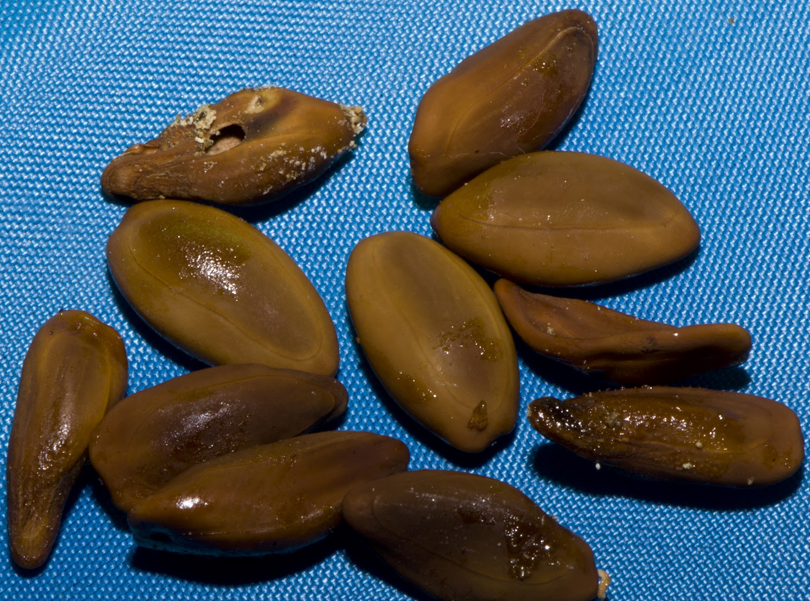 FOTOGRAFIAS DE LA FLORA AUTOCTONA DEL URUGUAY: TIMBÓ