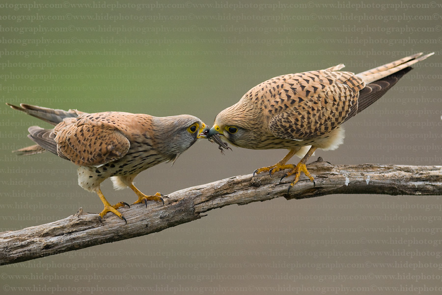 Kestrel | The Life of Animals