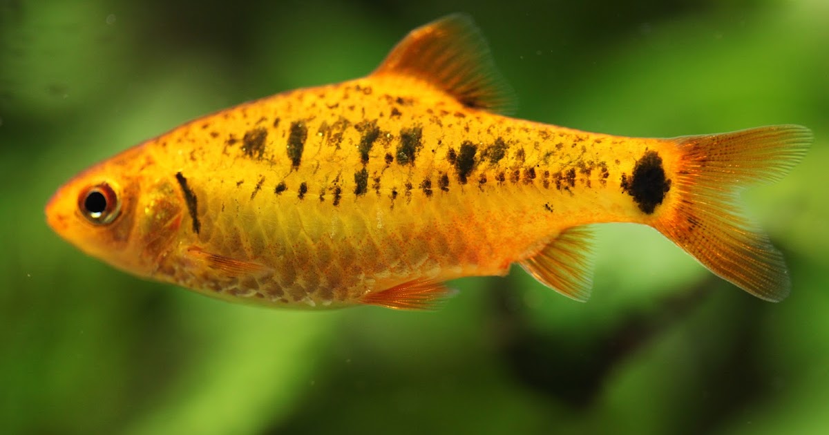 Fish | Animal Pictures Gallery