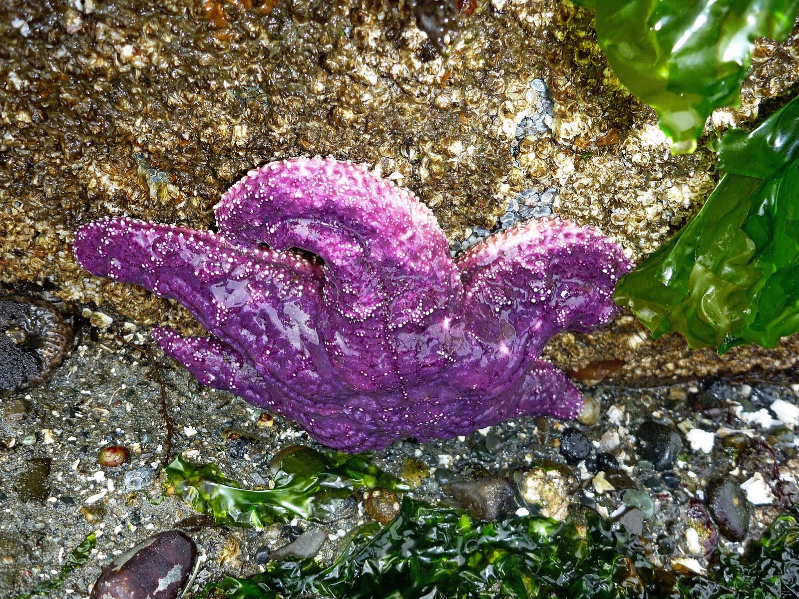Buzz's Marine Life of Puget Sound: SEA STAR SURVEY CONSTELLATION MARINE ...