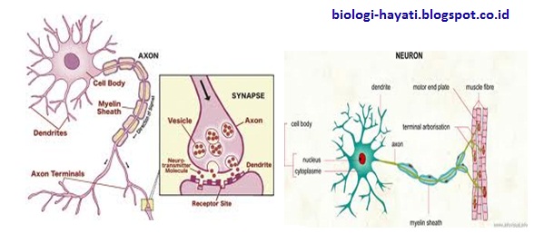 Bagian-bagian Sel Saraf