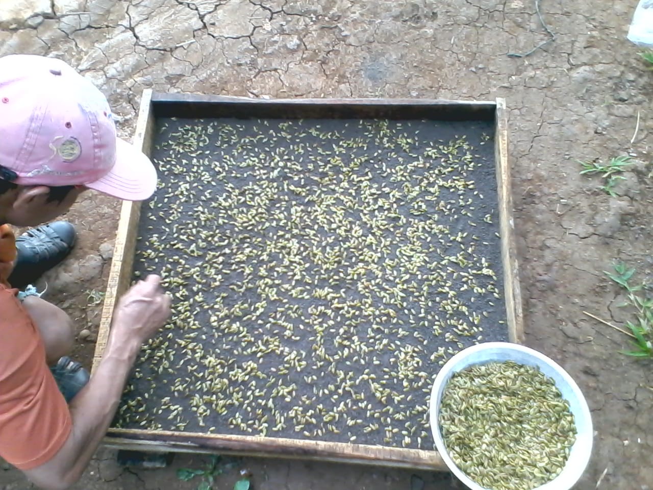 TAHAPAN PEMBUATAN BIBIT SENGON ~ IIS YUNINGSIH