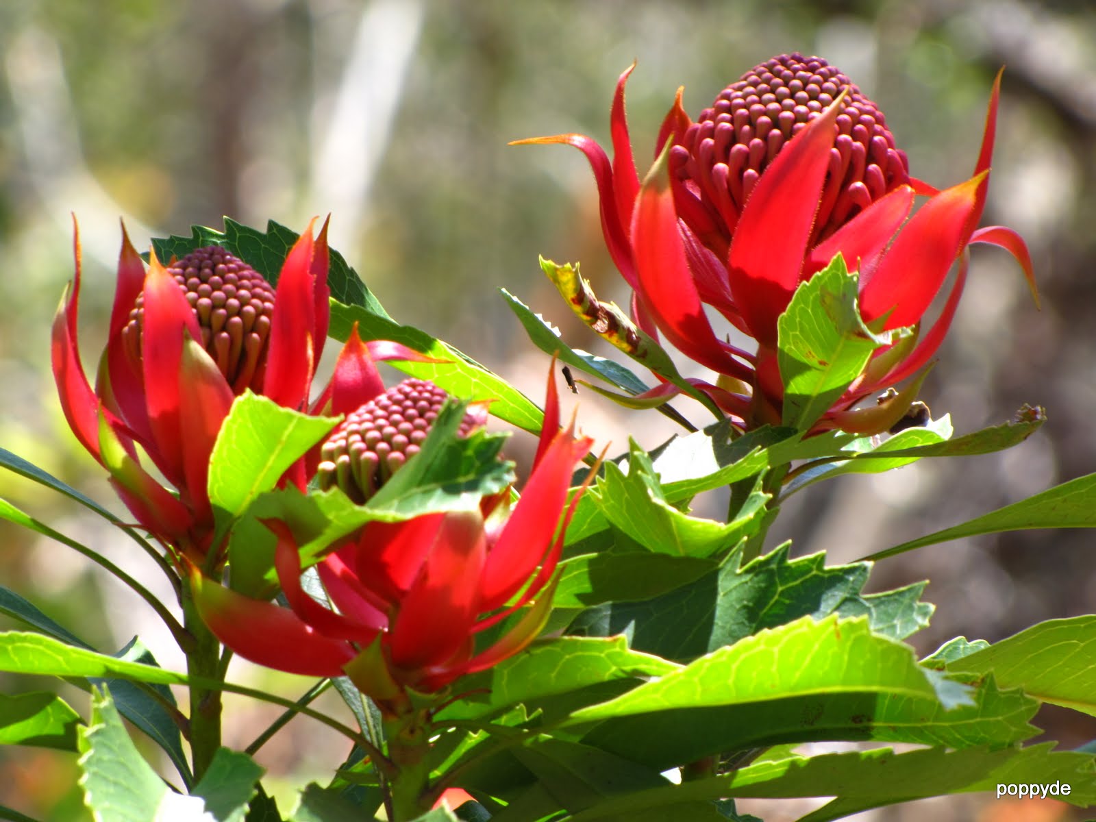 Sydney's Wildflowers and Native Plants: Telopea speciosissima -Waratah.