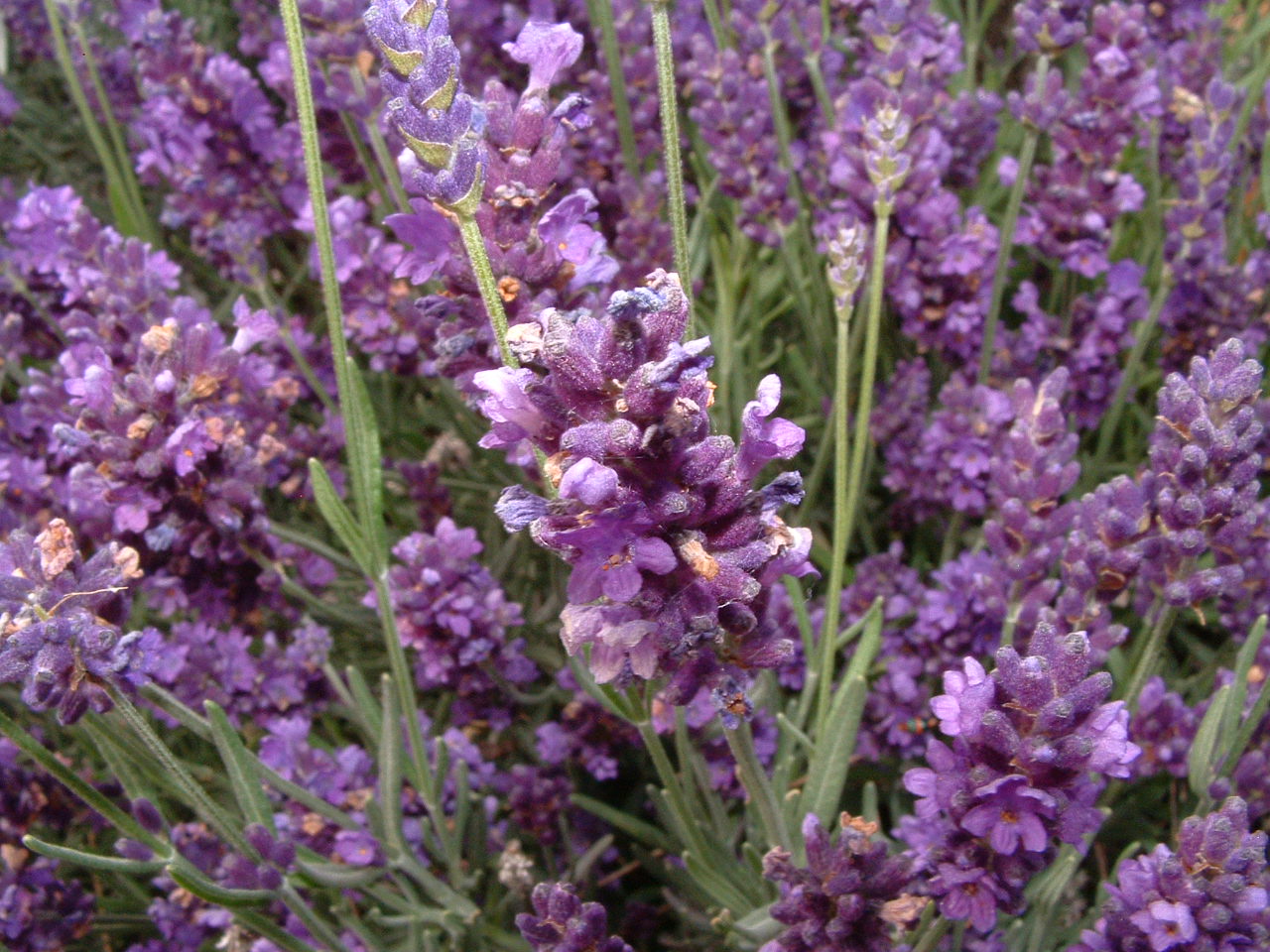 A Woodsrunner's Diary: Lavender For The Medical Bag.