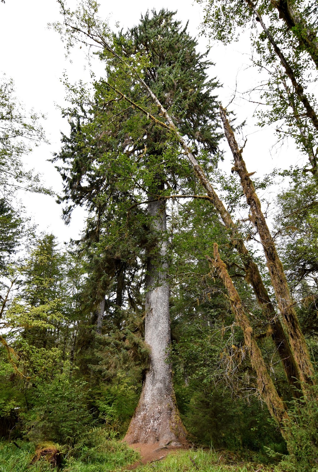 Trees Planet: Picea sitchensis – Sitka Spruce