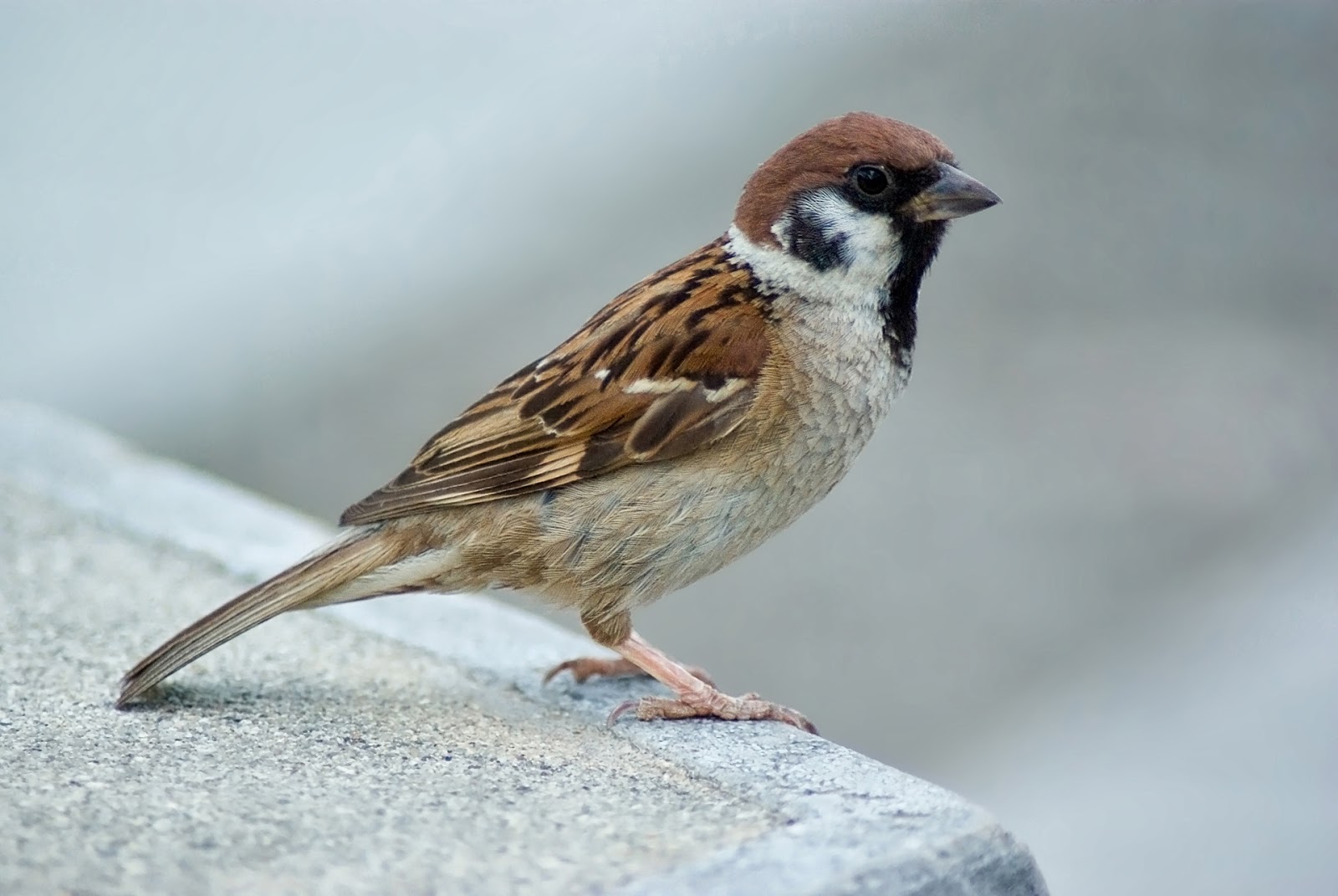 Lovable Images: Cute Sparrow WallPapers HD Free Download || Amazing ...