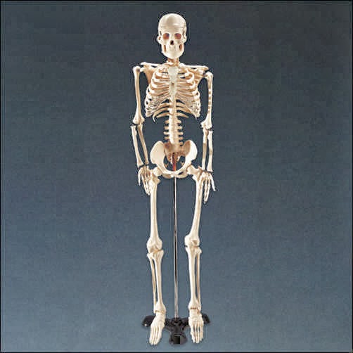 Koltta karppaa.: Luusto haurastuu