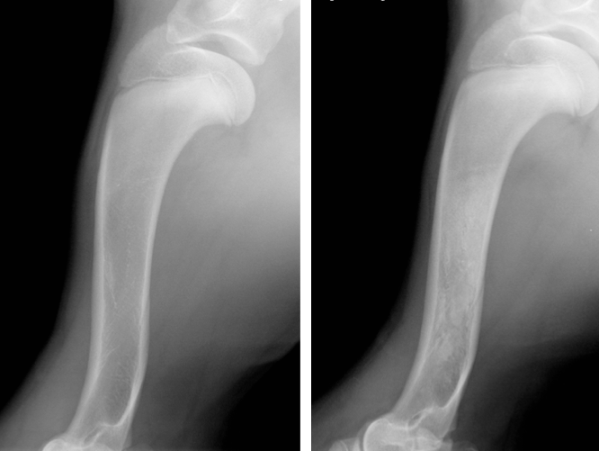 Panosteitis kod pasa ~ Panvet - moj veterinar