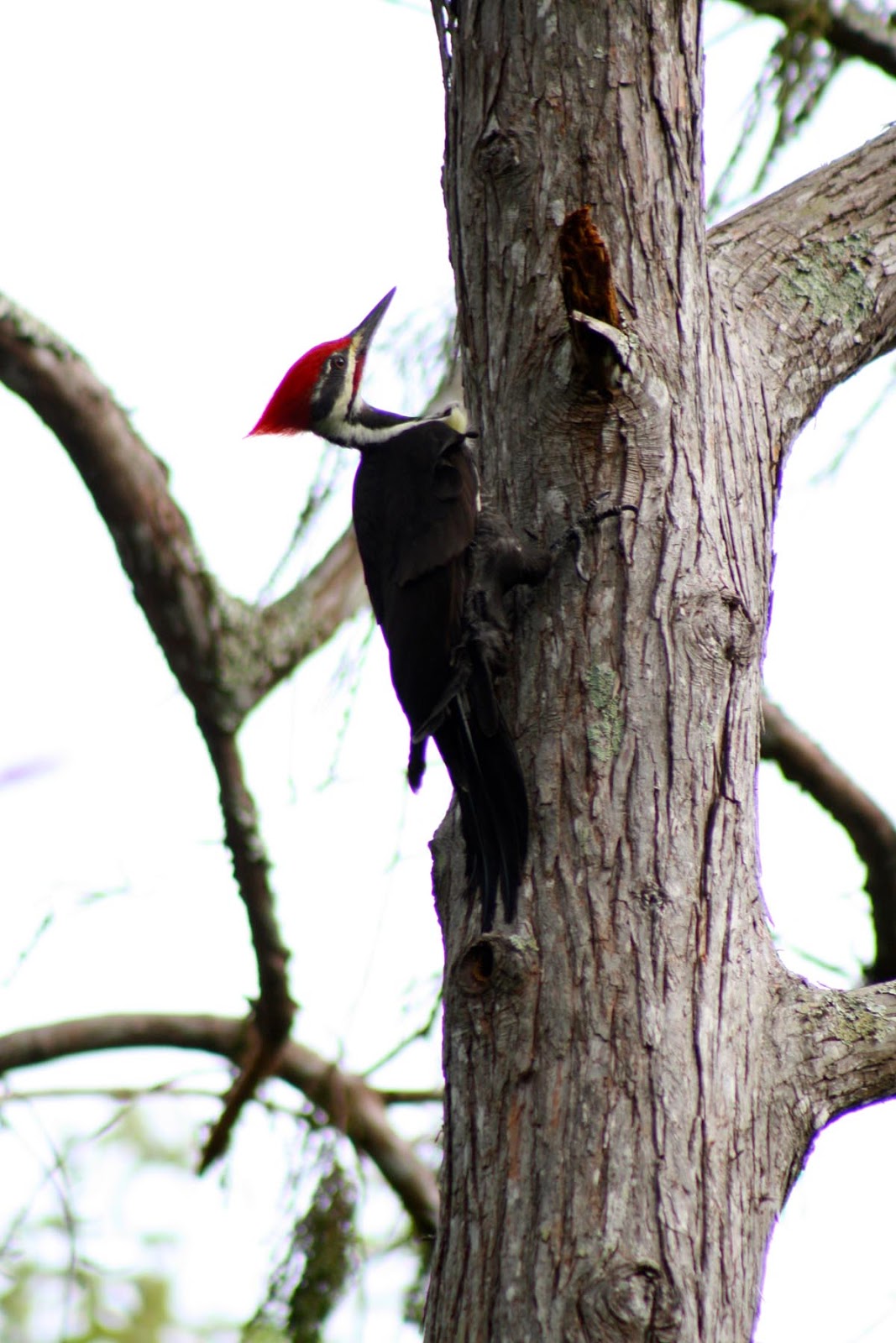Hipster Birders: Phenomenal Frenchman's Forest