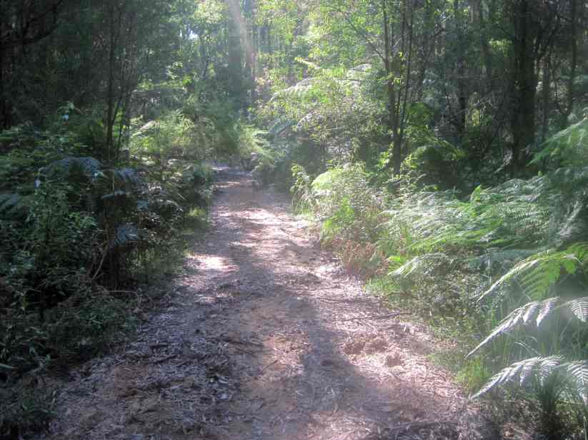 TRACKS, TRAILS AND COASTS NEAR MELBOURNE : Gilwell Track - Kurth Kiln ...