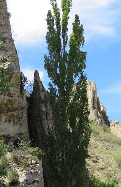 Á R B O L E S (T R E E S) y P A L M E R A S (P A L M S): Populus nigra ...