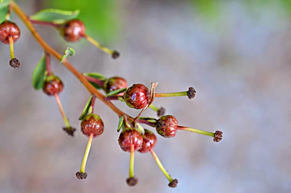 Space Coast Wildflowers: Malabar Scrub Sanctuary, August 14, 2014