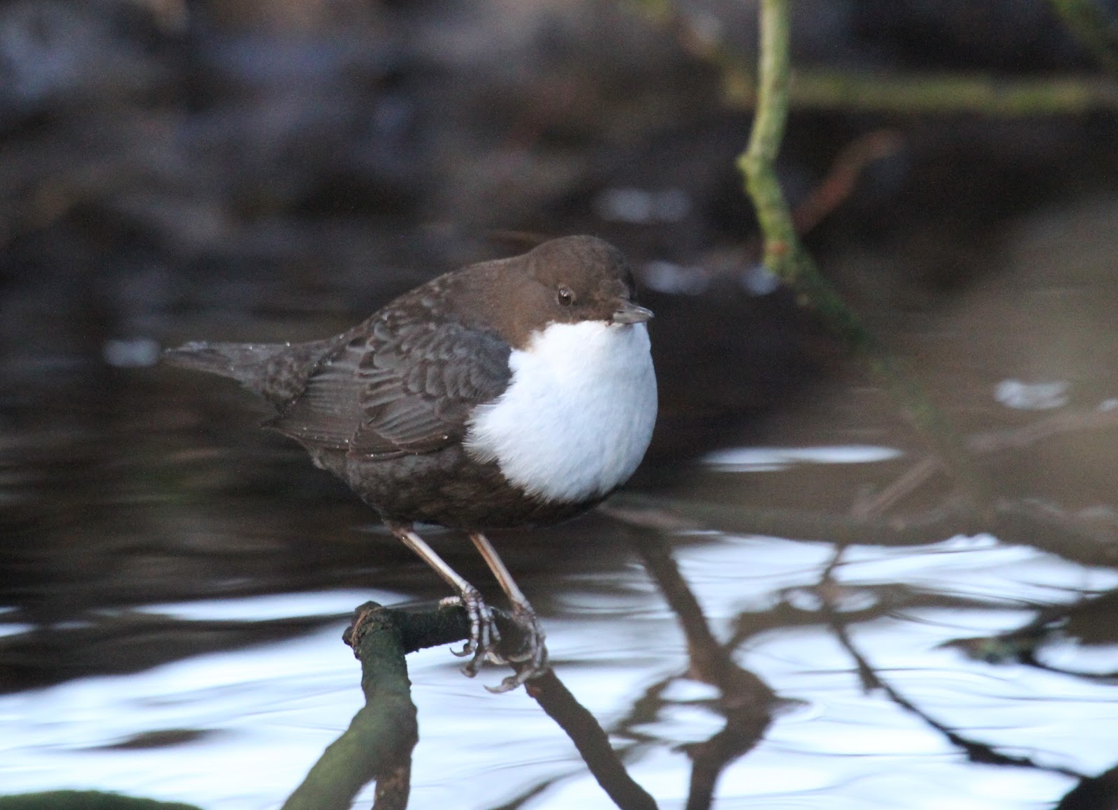 Graham's Birding Blog: Black-bellied Dipper, Thetford