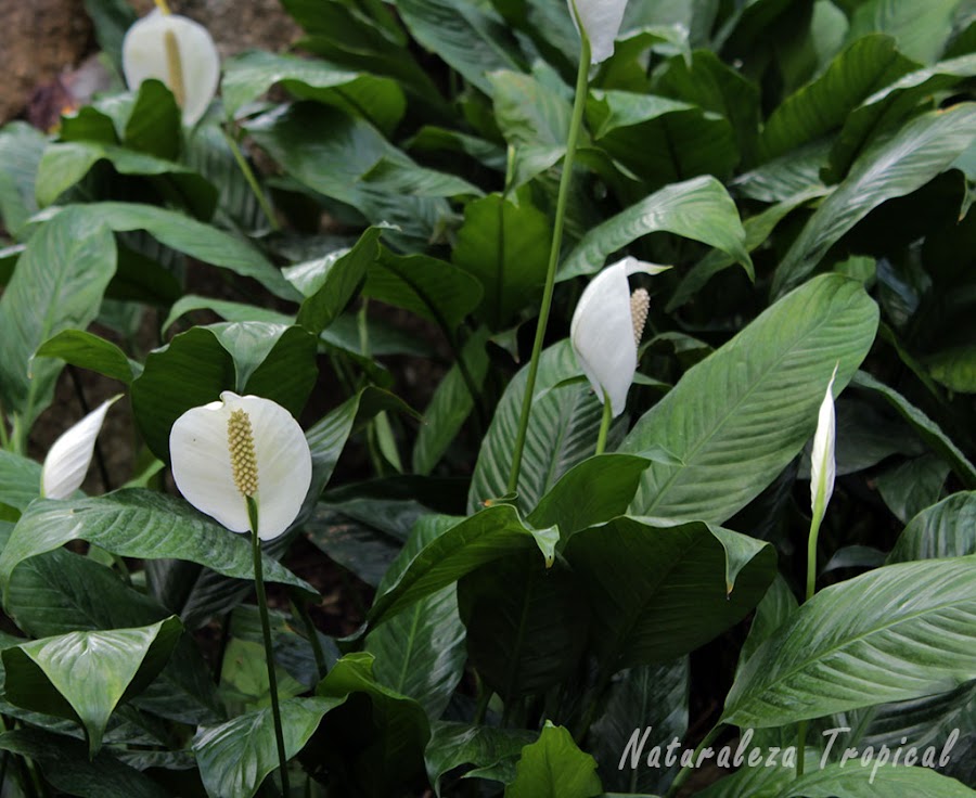 Cuidados del Espatifilo en casa/ género Spathiphyllum | Plantas