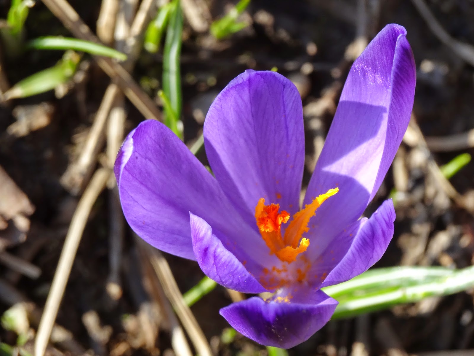 Iz malega zraste veliko: Prosena kaša na dva načina