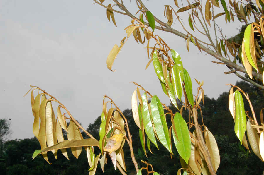 Durian Info: Durian: Crop Production Cycle and Orchard Management Practices
