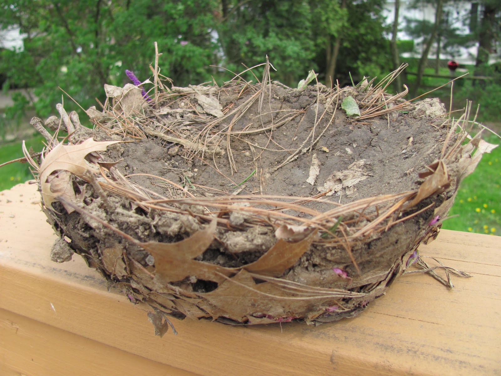 The Chocolate Muffin Tree: Our Bird Nest Creation