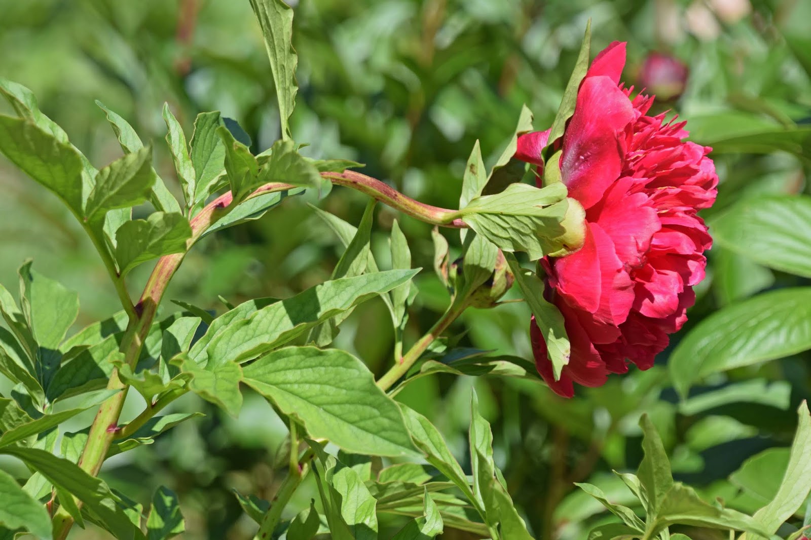Southern Peony: 2019 Peony 'Many Happy Returns' Has a Hard Time with ...