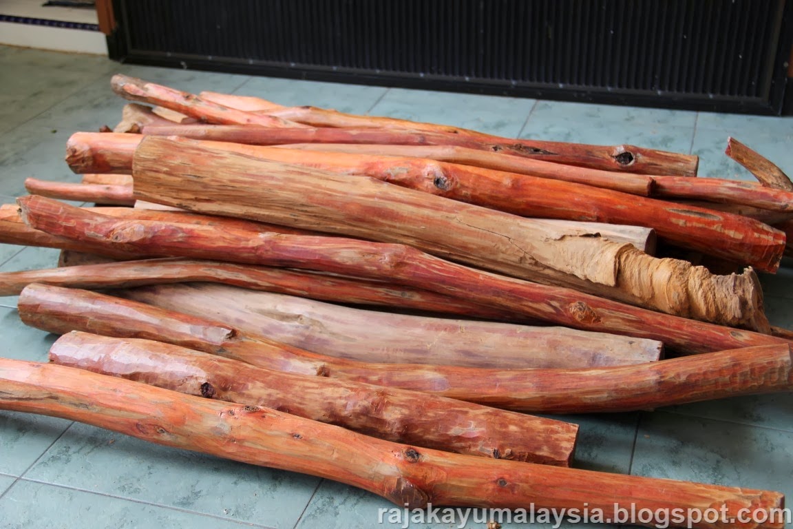 Raja Kayu Malaysia: Raja Kayu