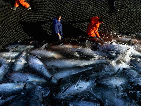 Commercial Overfishing: Need to Act Now(Bluefin)