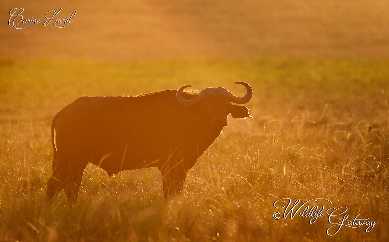 WILDLIFE GATEWAY: Le Buffle d'Afrique