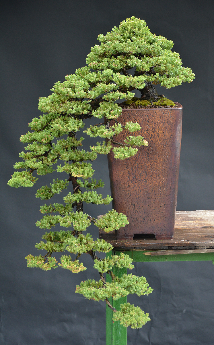 Bonsai - Living Art: October 2011