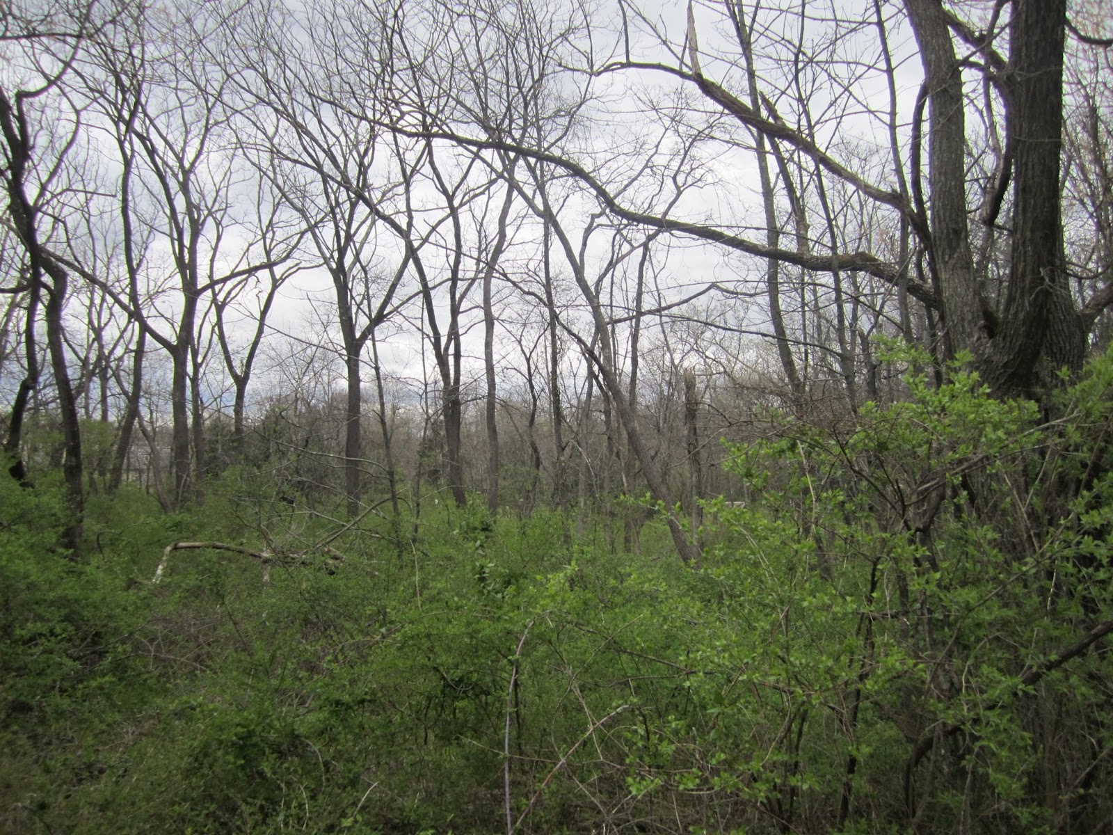 Princeton Nature Notes: The "Second Forest"