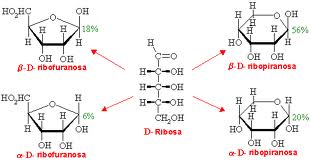 Biología 2º Bach.: Glúcidos