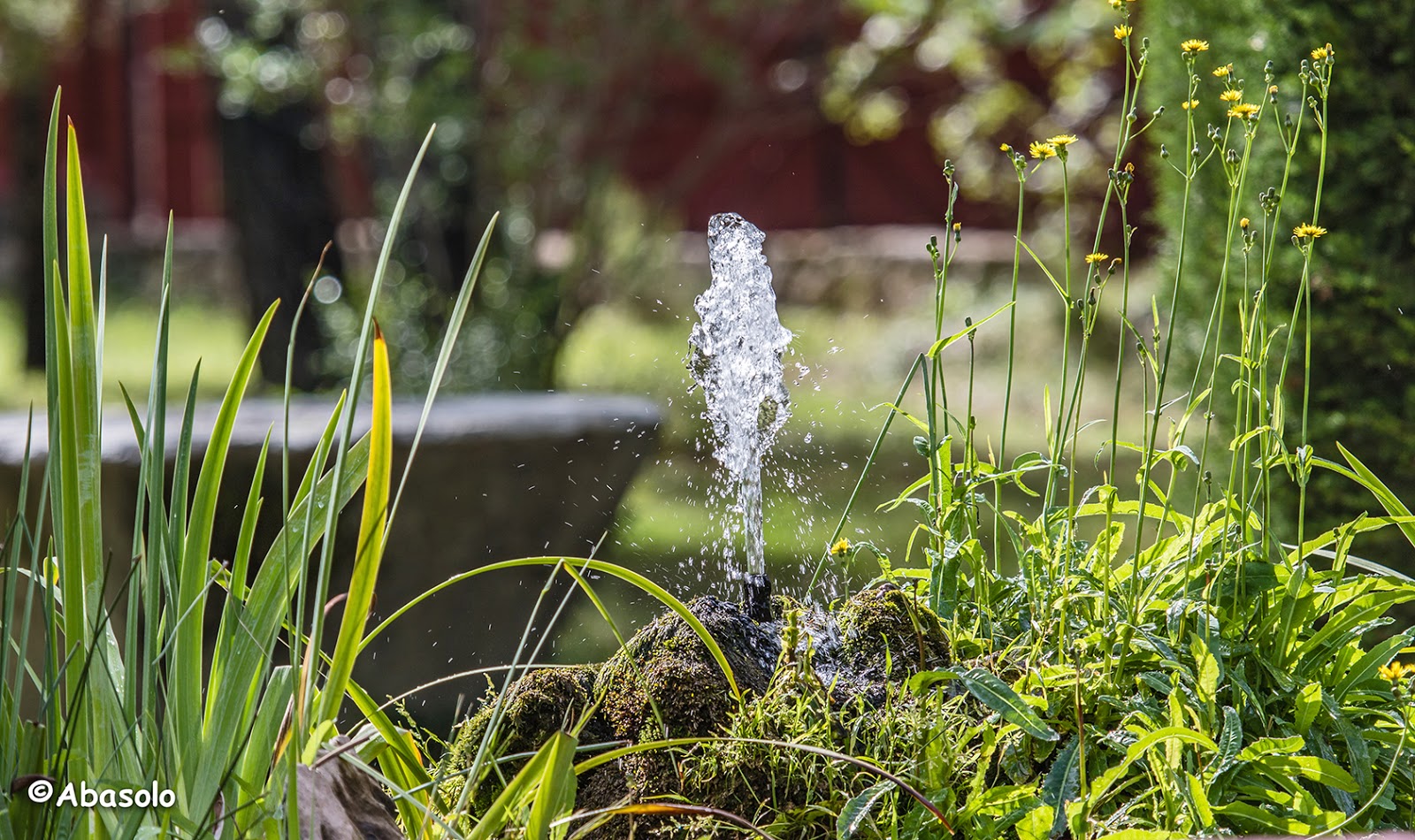 FOTOGRAFÍAS DE NATURALEZA: Fuente