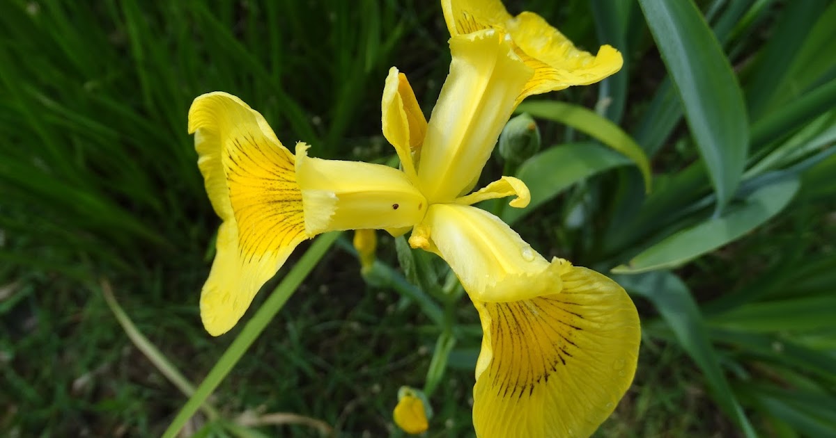 oog voor de natuur: Gele lis