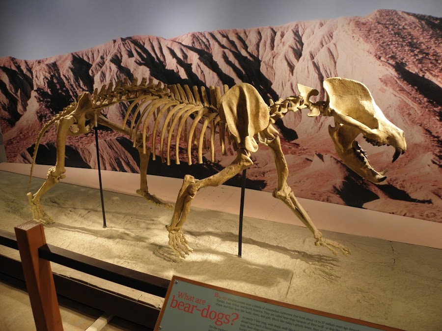 El oso perro de la prehistoria | Mascotas