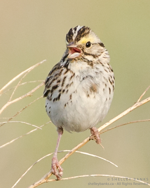 Prairie Nature: Savannah Sparrow: Yellow dot above the eye