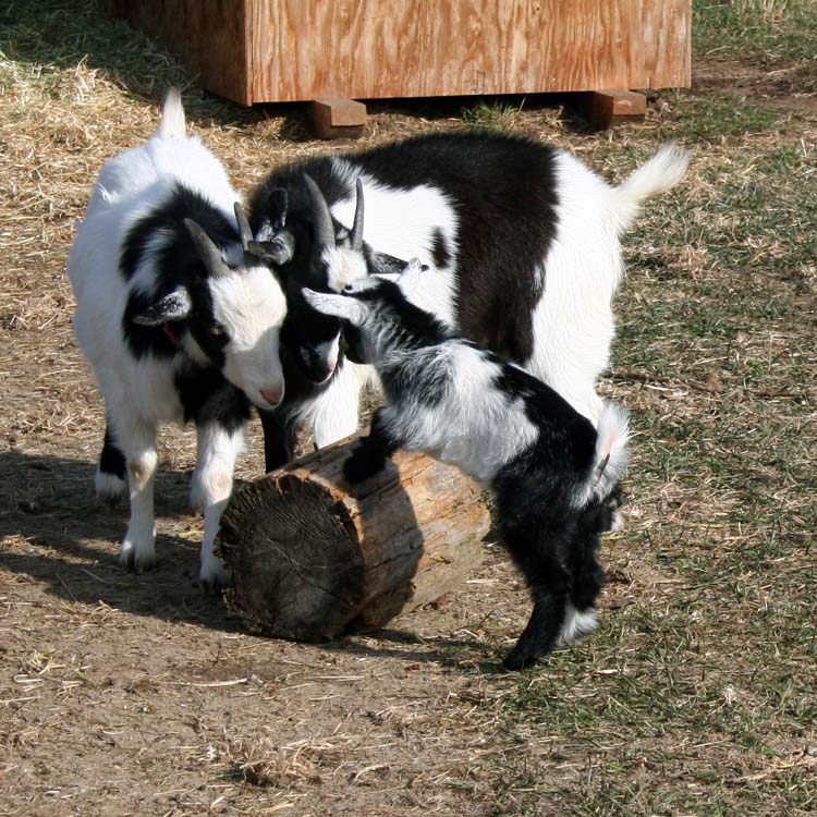 The Maaaaa of Pricilla: Fights, Fights, Fights! Jim the Goat is ...