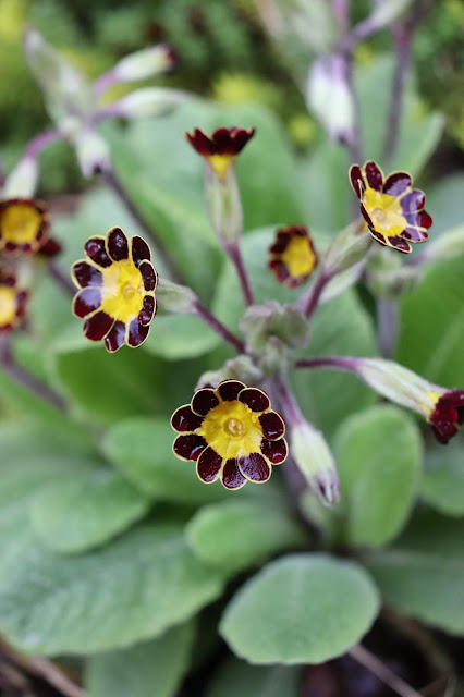 The Early April Garden