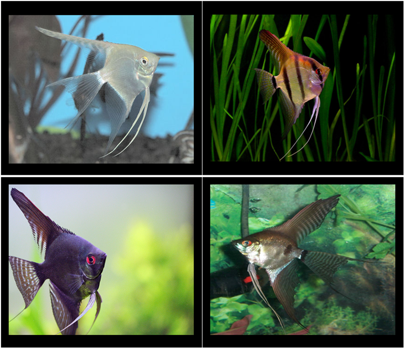 GENG IKAN HIASAN: IKAN ANGELFISH