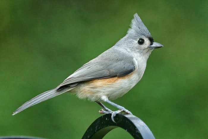 World Beautiful Birds Tufted Titmouse Bird Amazing Facts And Latest Pictures