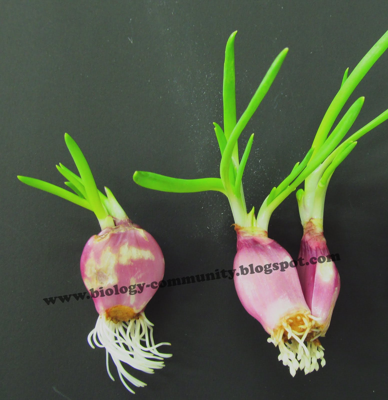 Induksi Kolkisin dan Poliploidi - Generasi Biologi