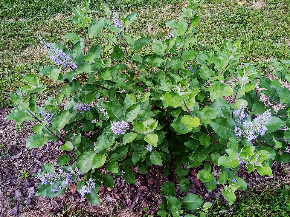 Future Plants by Randy Stewart: Vitex - the Chaste Tree family