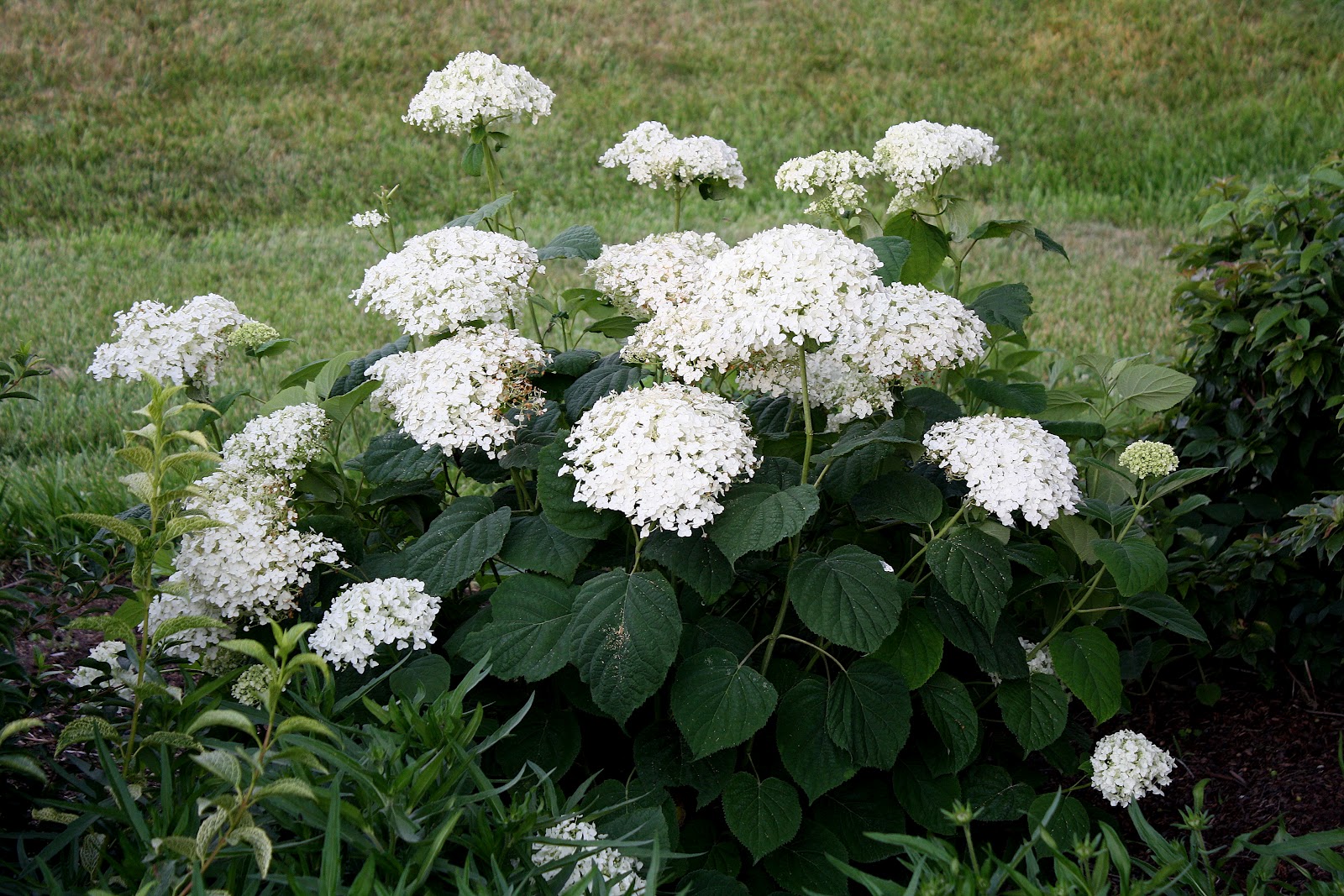 MIDWEST GROUNDCOVERS Display Gardens & Plant Trials