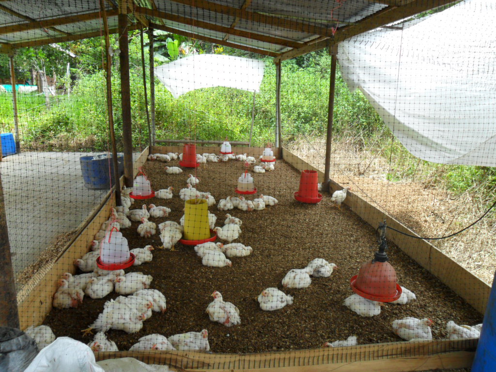 Blog de Willians Alfredo Salom Myers: POLLO SEMICRIOLLO PARA LA VENTA